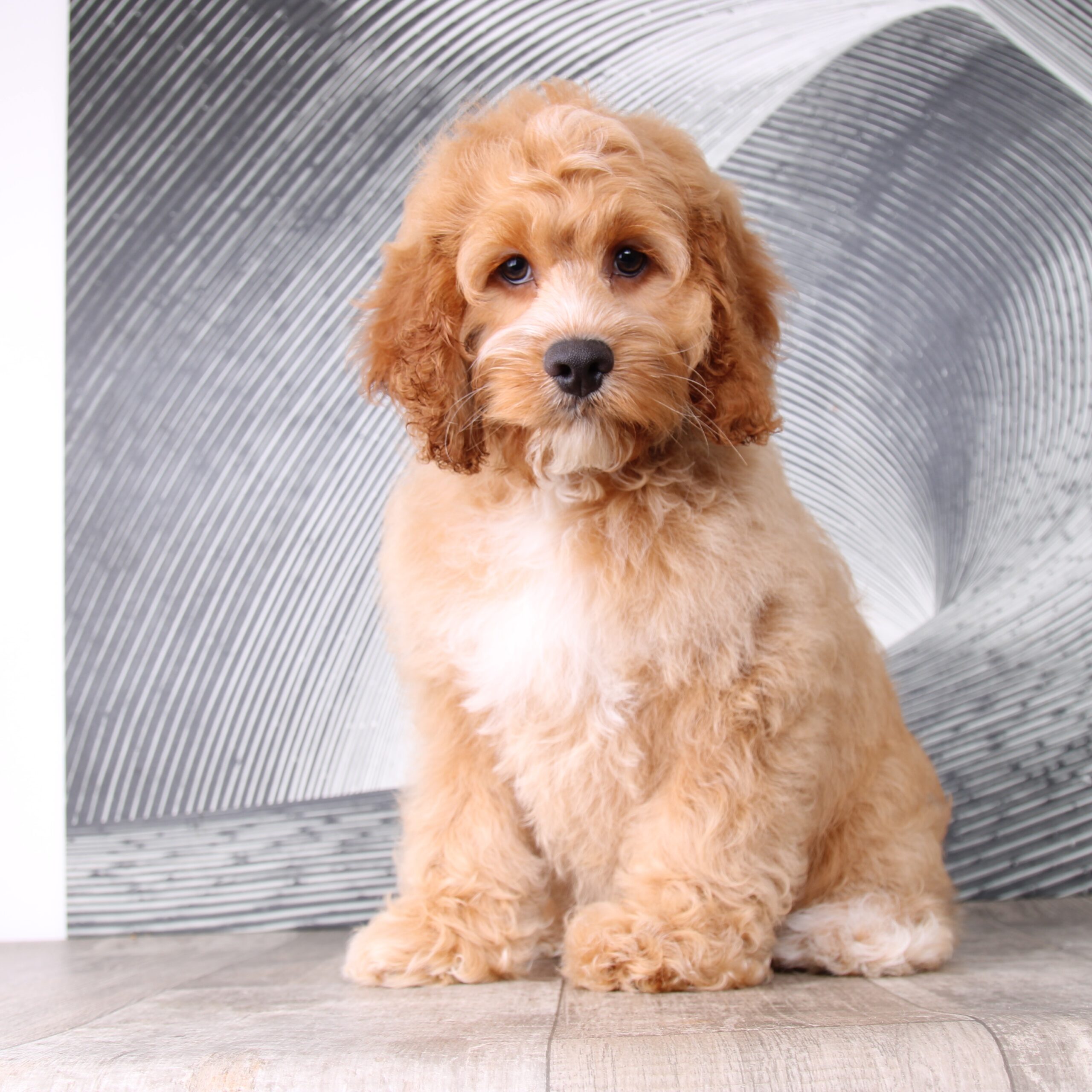 Available Puppies - Puppies Online