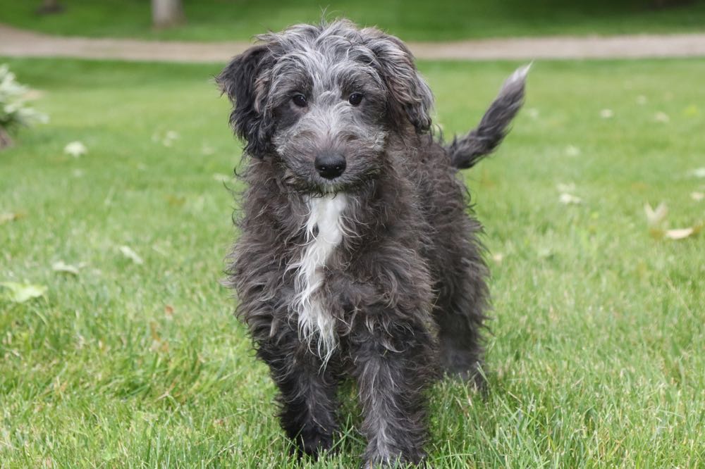 Felix - Stunning SheltiePoo - Puppies Online