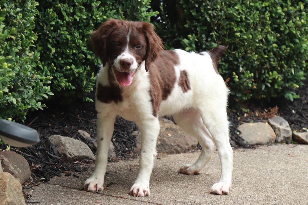 Wilma - Happy Brittney Springer Spaniel Puppy - Puppies Online