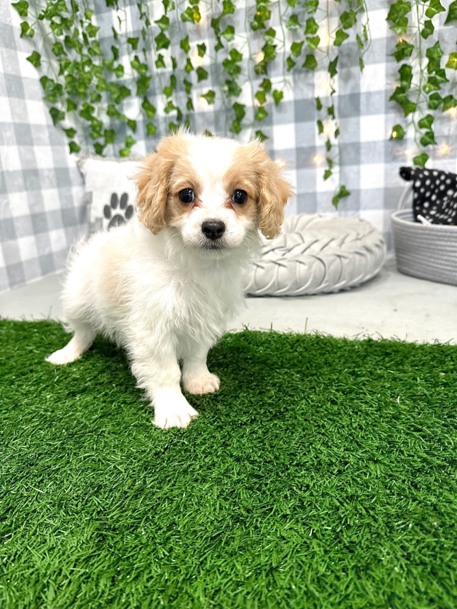 Available Puppies - Puppies Online