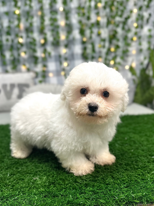 Available Puppies - Puppies Online