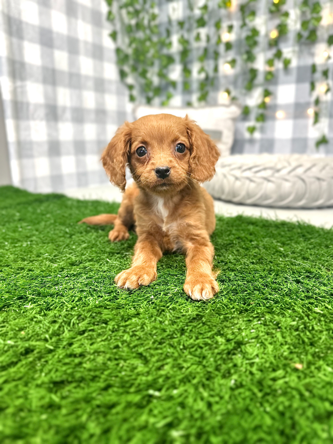 Available Puppies - Puppies Online