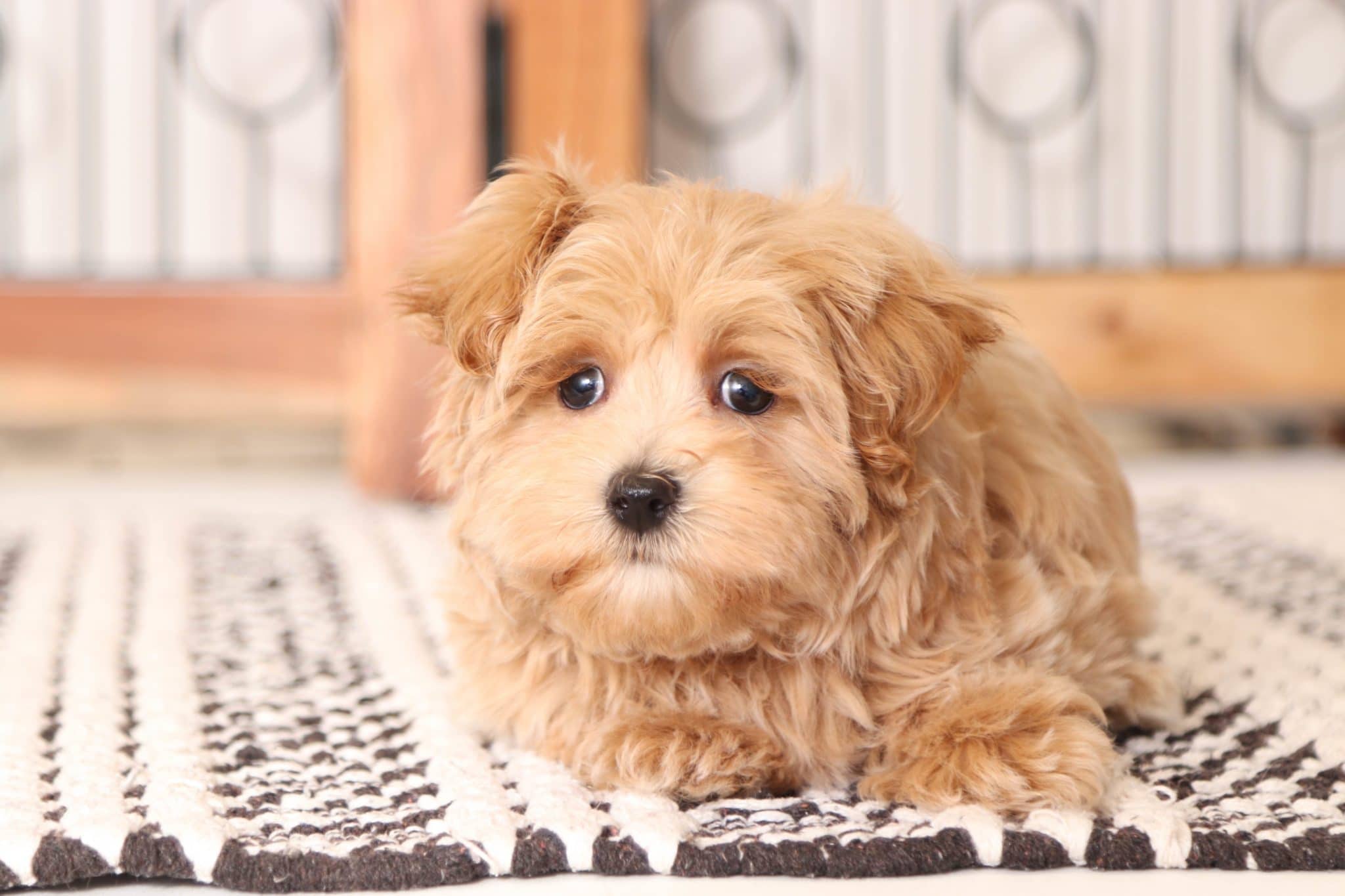 Billy - Great Little Male Maltipoo Puppy - Puppies Online