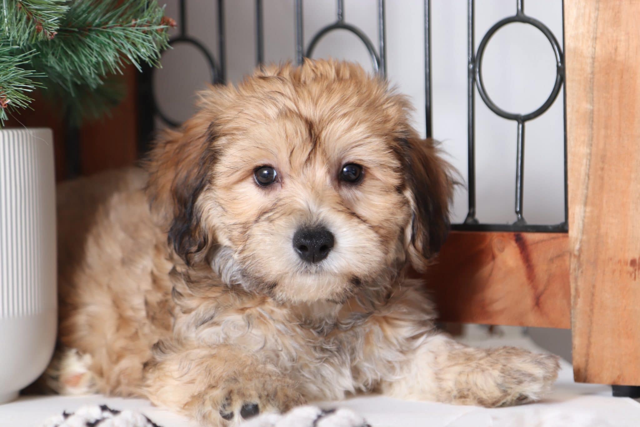 Christian - Loving Little Male Yochon Puppy - Puppies Online